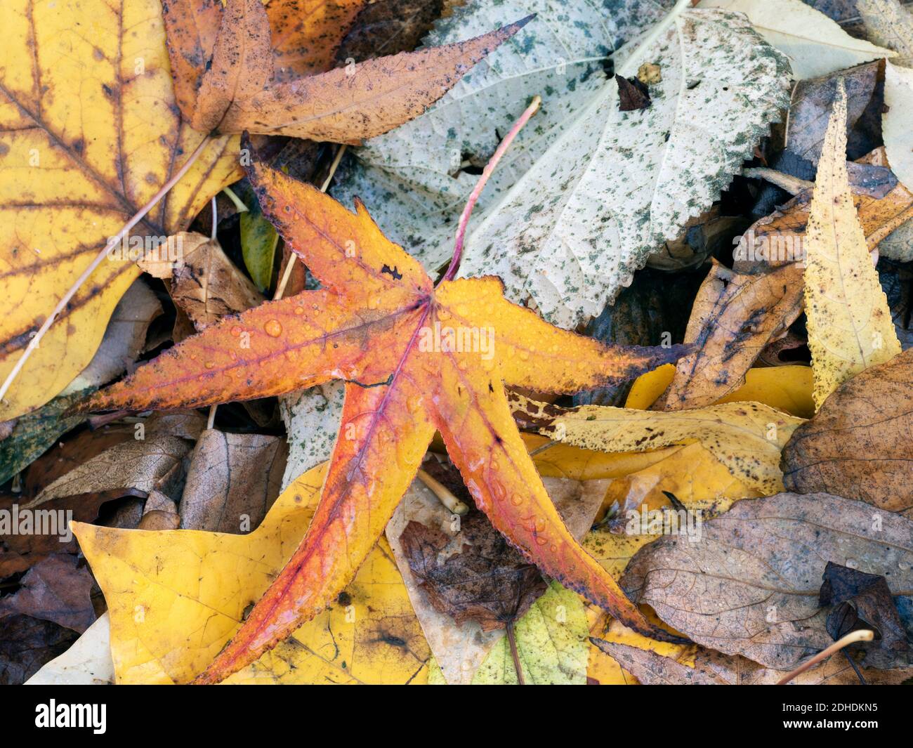 Autumn fall foliage in forest Stock Photo - Alamy