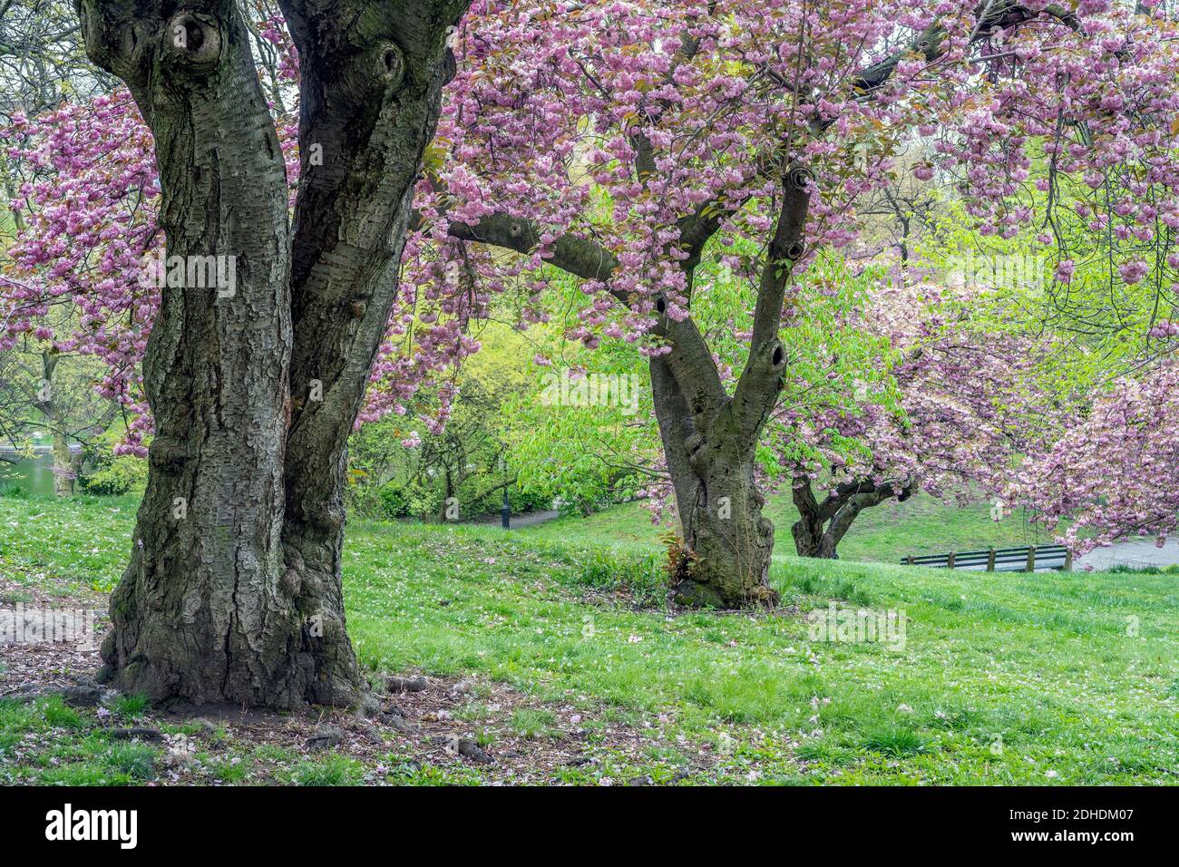 Spring in Central Park, New York City Stock Photo - Alamy