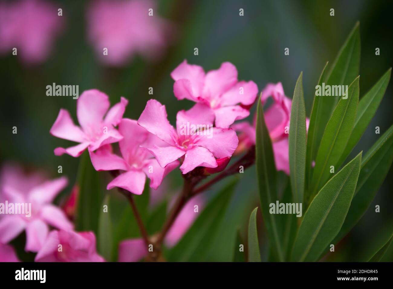 Nerium oleander flowers Stock Photo - Alamy