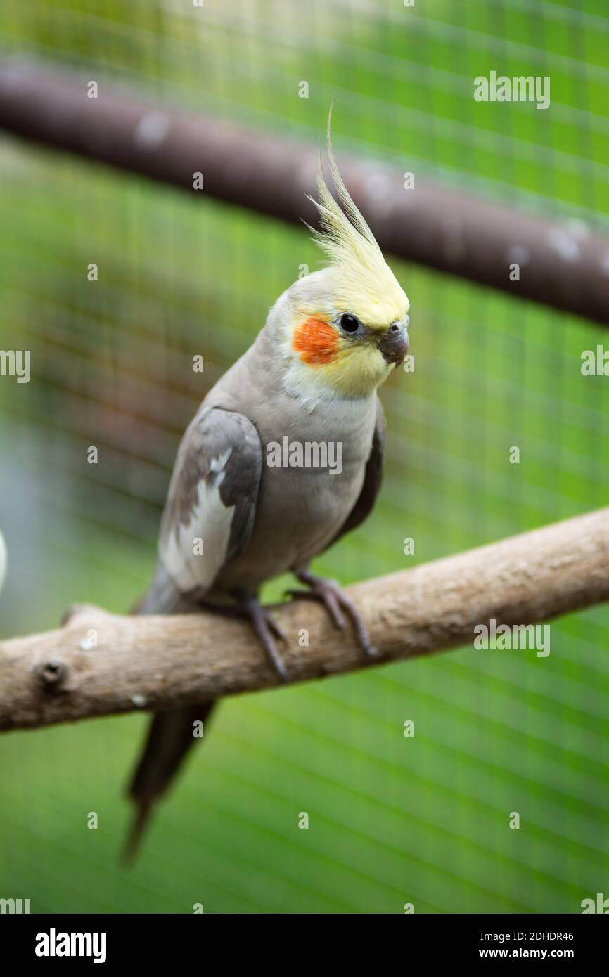 Grey Cockatoo Bird