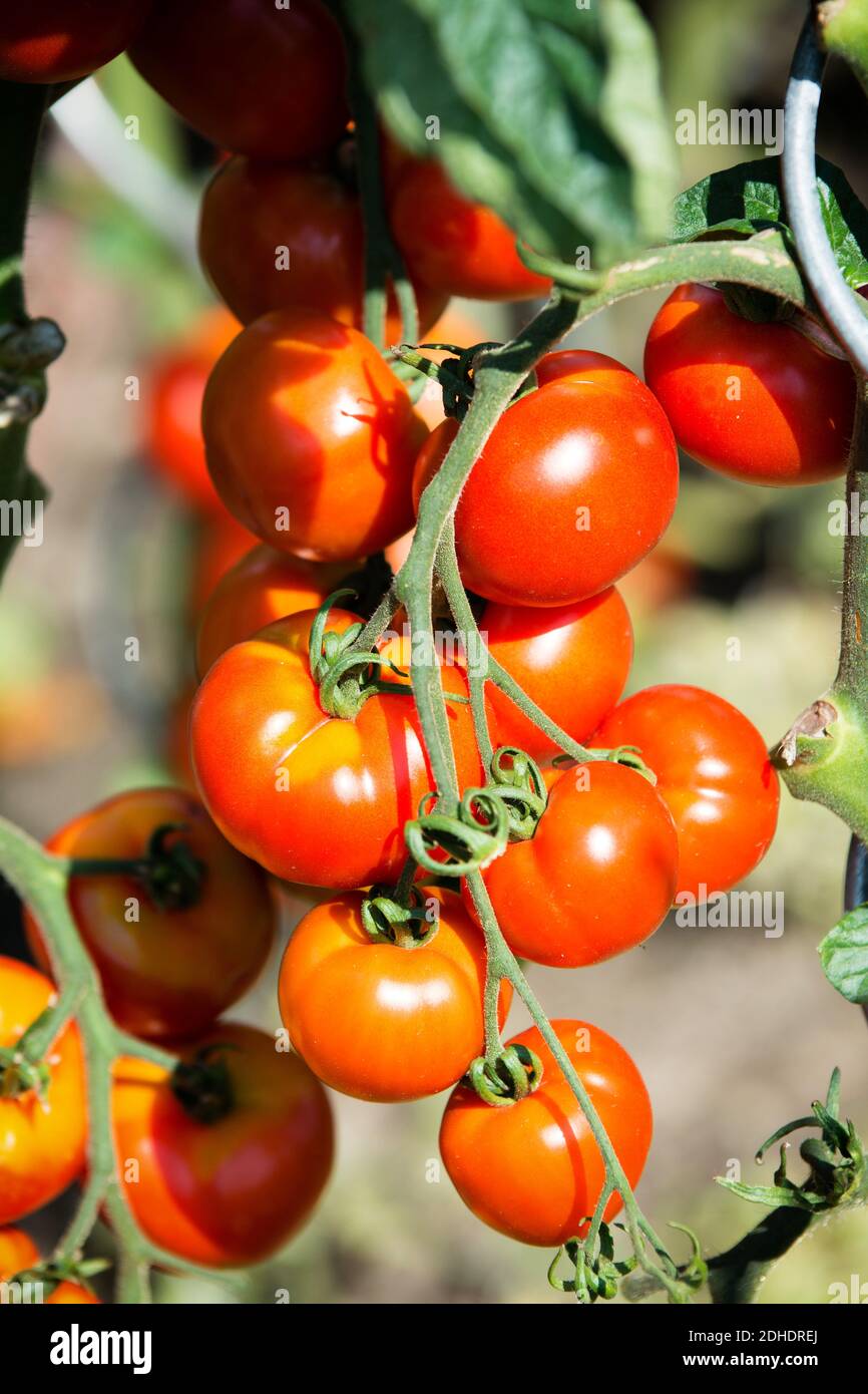 Ripe garden tomatoes ready for picking Stock Photo - Alamy