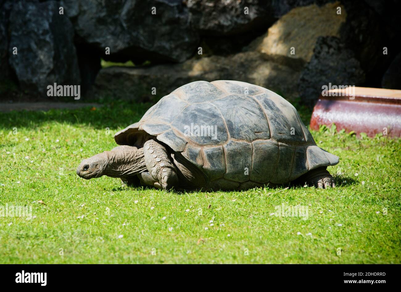A giant Galapagos turtle Stock Photo - Alamy