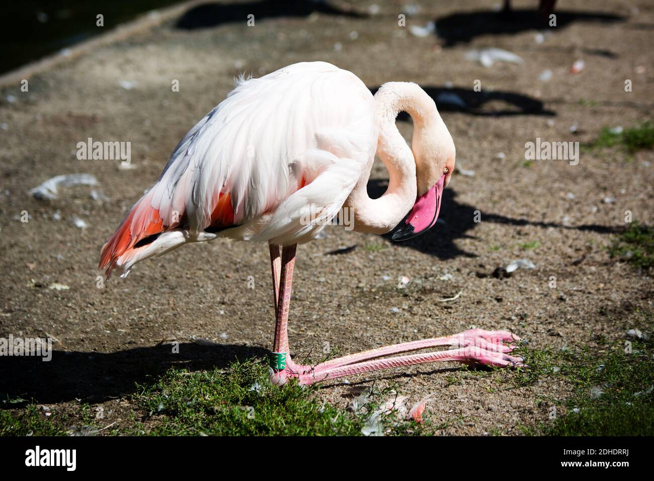 beautiful greater flamingo Stock Photo - Alamy