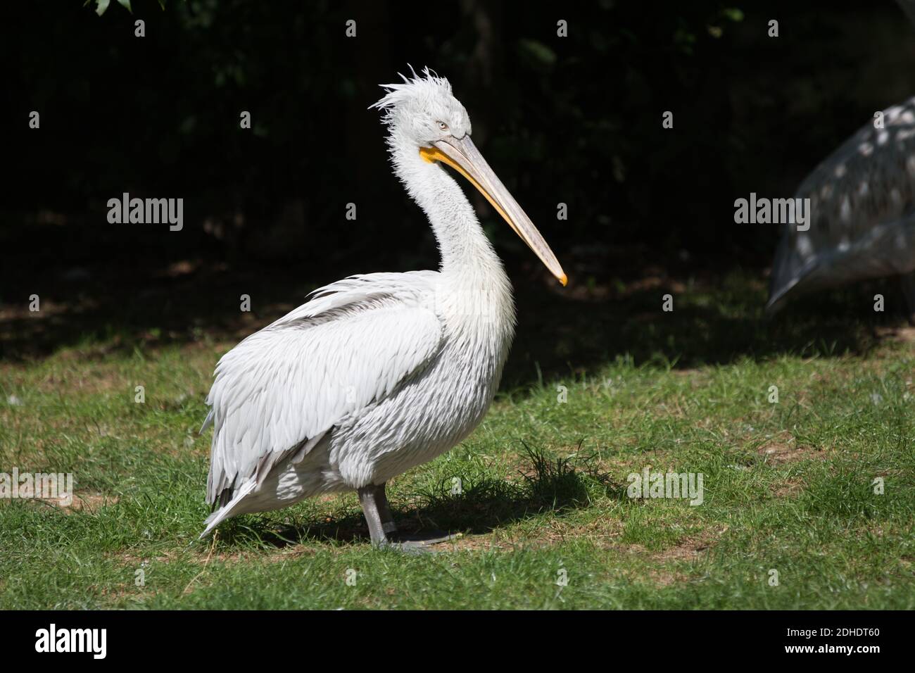 Birds at pylon hi-res stock photography and images - Alamy