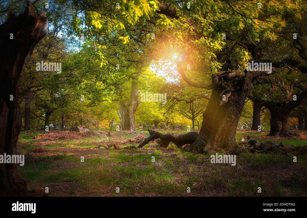 Beaufitul leafy forest with sunlight Stock Photo - Alamy