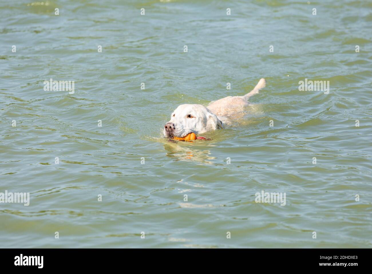 A Labrador Retriever swimming in a canal under the sunlight Stock Photo ...