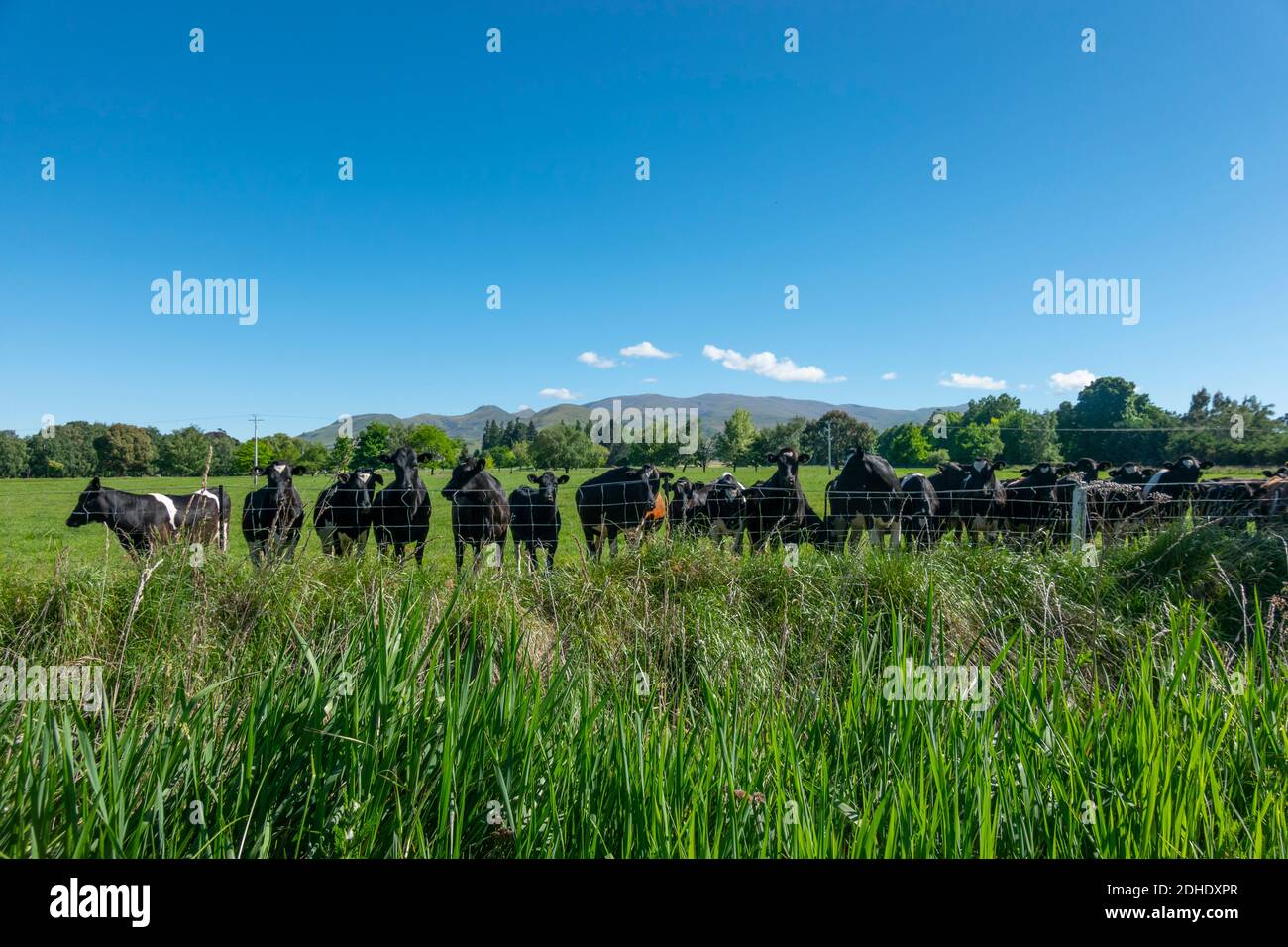 Cattle standing side by side at fence looking out from the field Stock ...