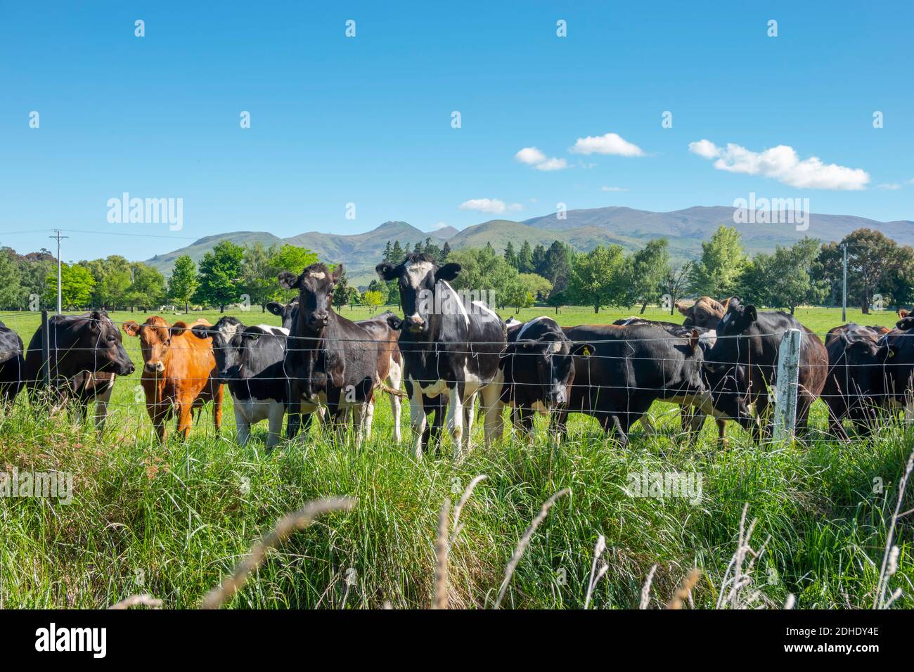Cattle standing side by side at fence looking out from the field Stock ...