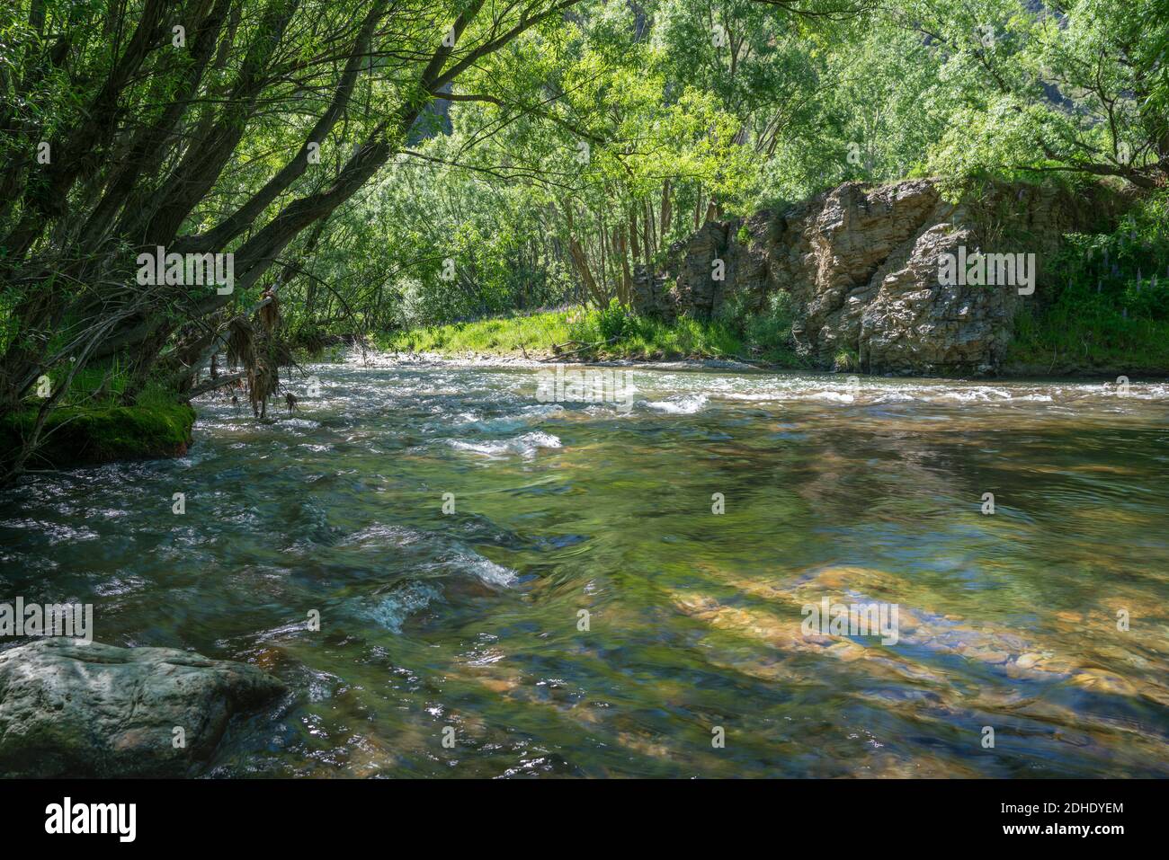 Shady river flowing between tree lined river banks in Lindis Pass Stock ...