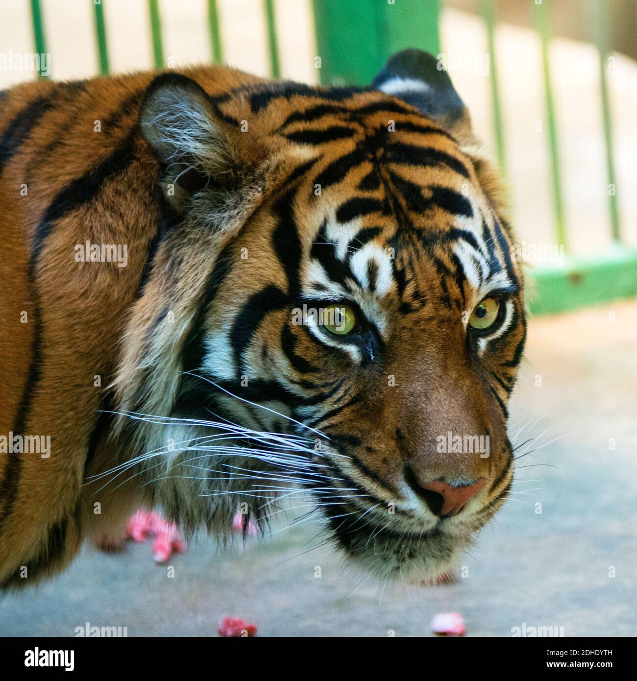 Tiger, portrait of a bengal tiger Stock Photo - Alamy
