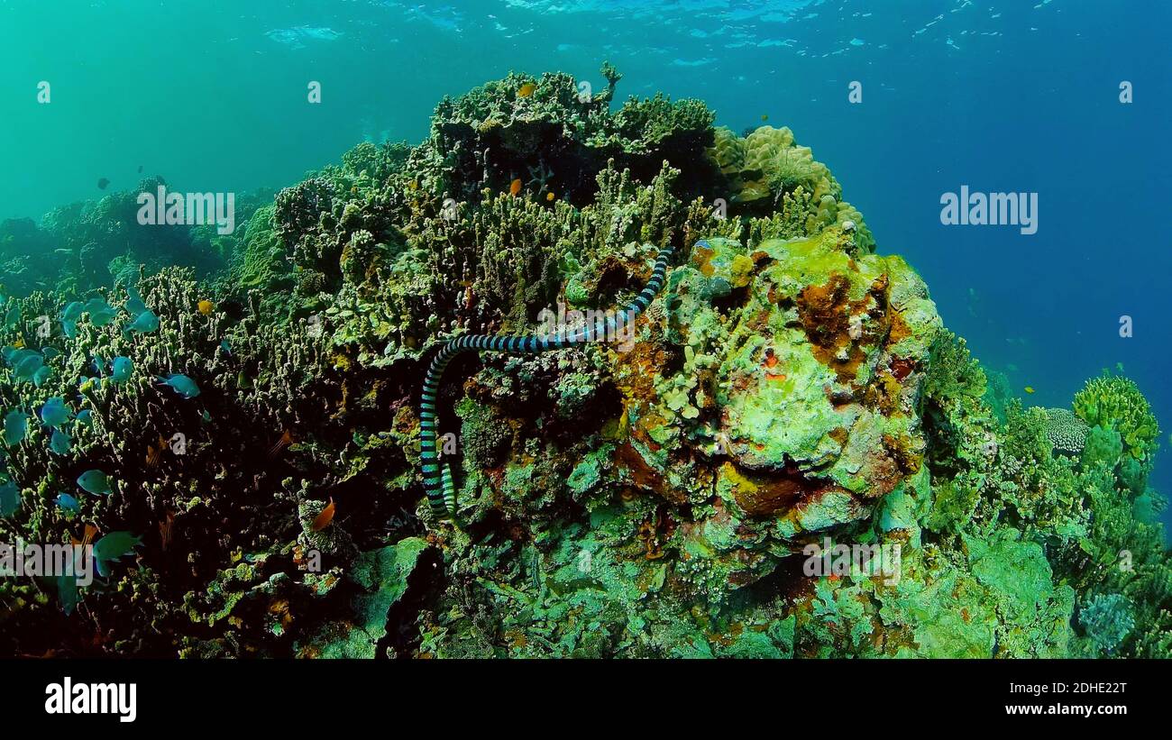 Tropical Fish Corals Marine Reef. Underwater Sea Tropical Life ...