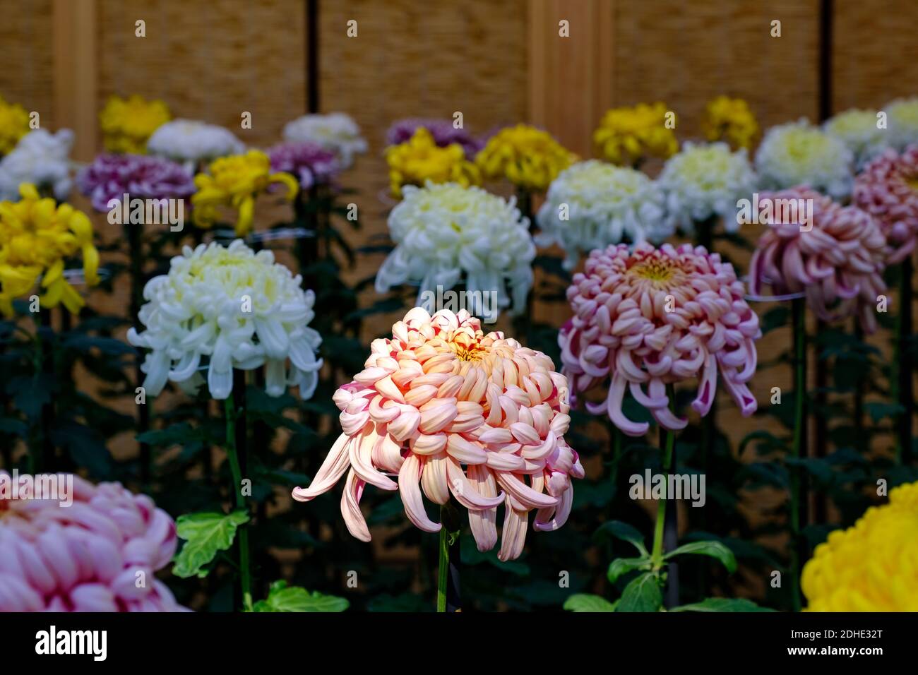 The imperial flower of Japan Stock Photo - Alamy