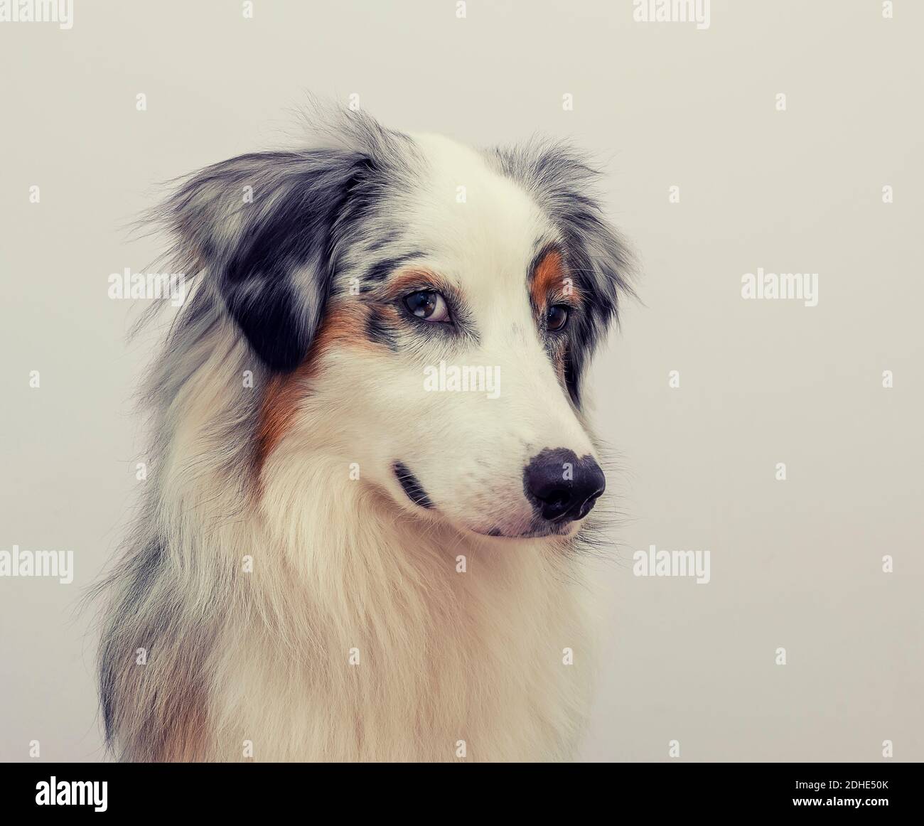young blue merle australian shepherd portrait Stock Photo - Alamy