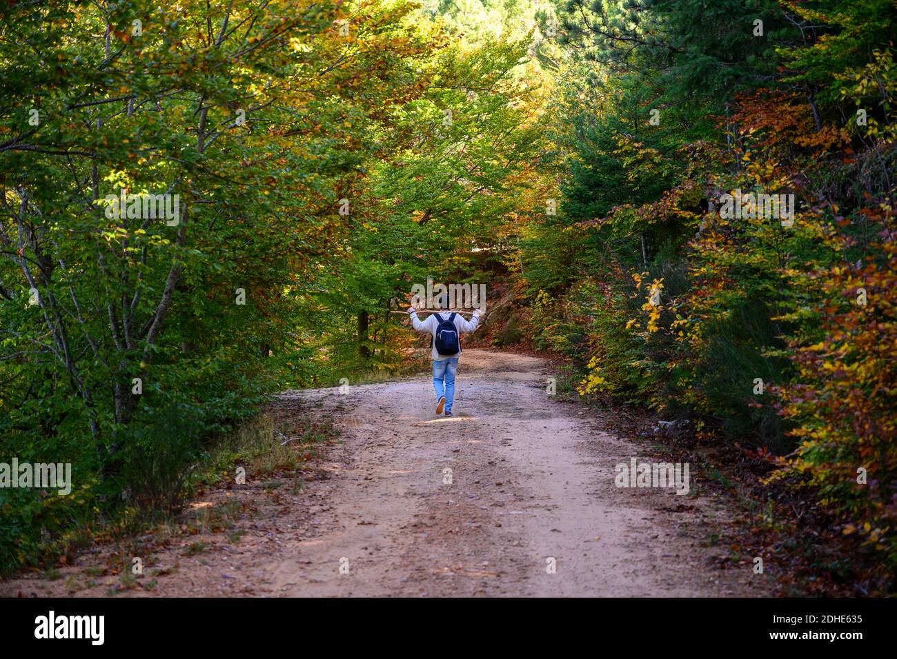 Male traveler walking green forest hi-res stock photography and images ...