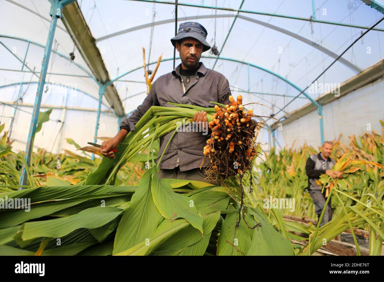 Gaza. 10th Dec, 2020. A Palestinian farmer harvests green turmeric at ...