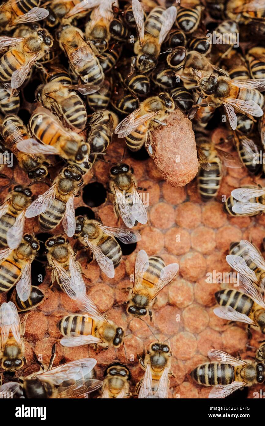 A lot of bees in a honeycomb Stock Photo - Alamy