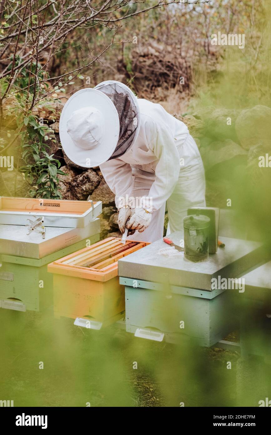 A young woman beekeeper working Stock Photo - Alamy
