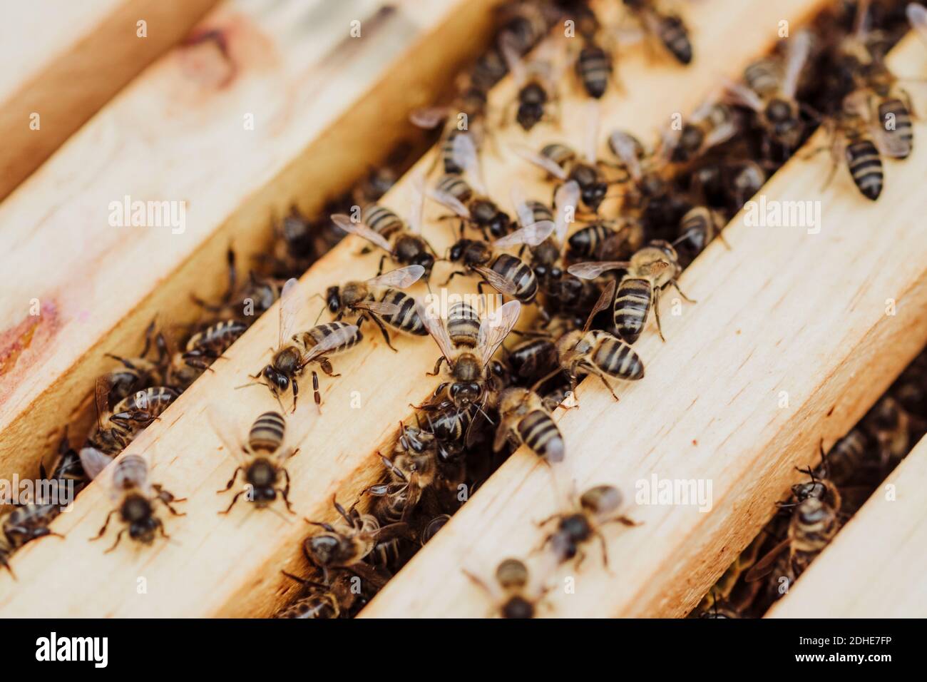 Bees work lot in summer hi-res stock photography and images - Alamy