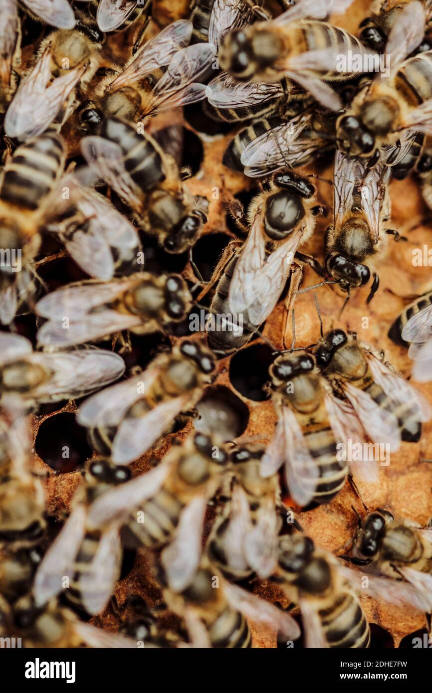The queen bee in a honeycomb Stock Photo - Alamy