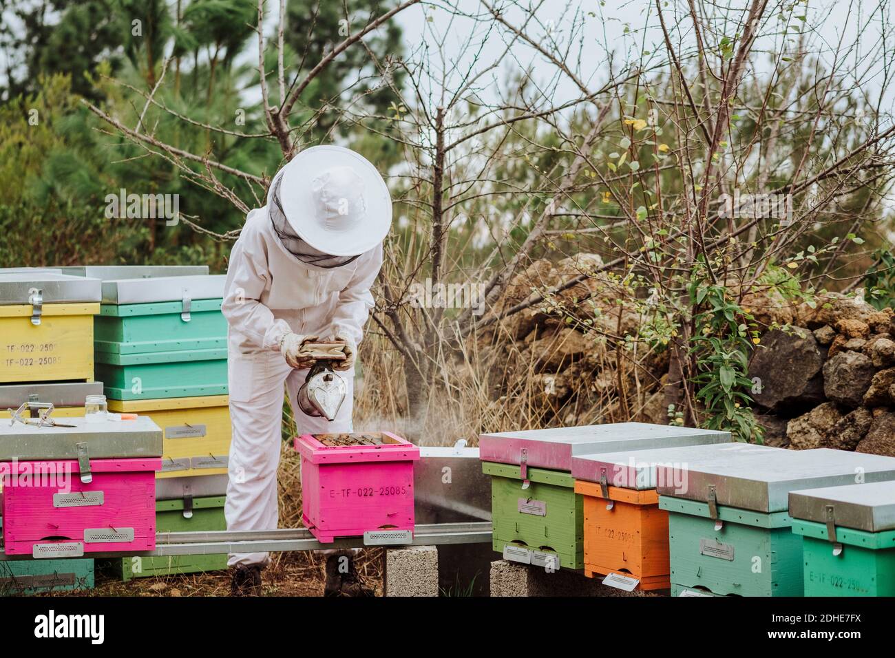 A young woman beekeeper working Stock Photo - Alamy