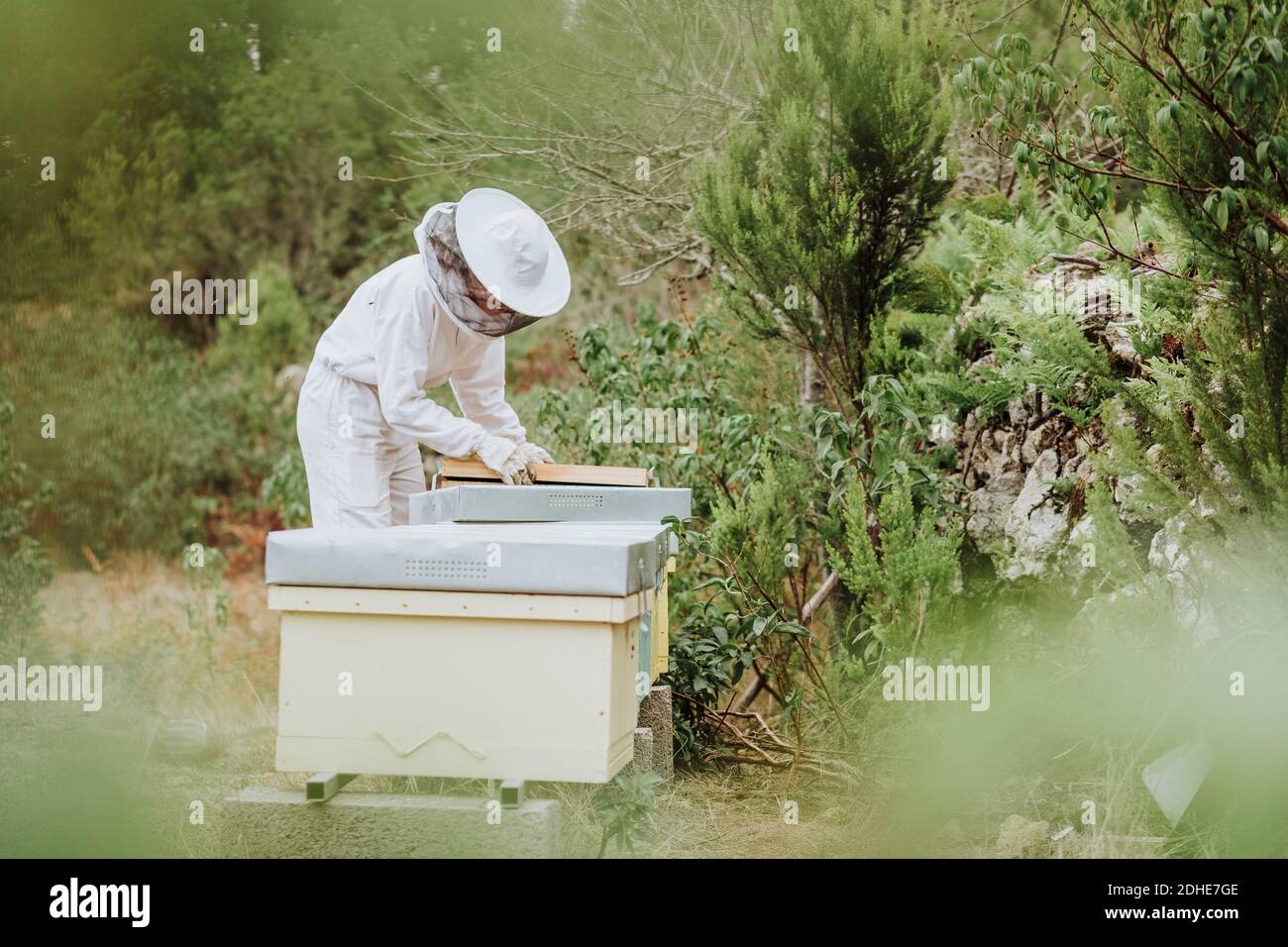 A young woman beekeeper working with honeycomb Stock Photo - Alamy