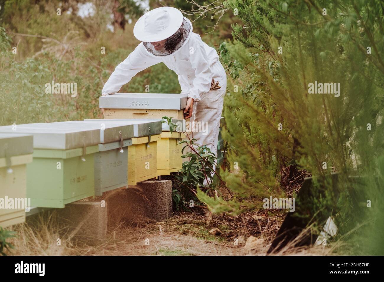 A young woman beekeeper working with honeycomb Stock Photo - Alamy