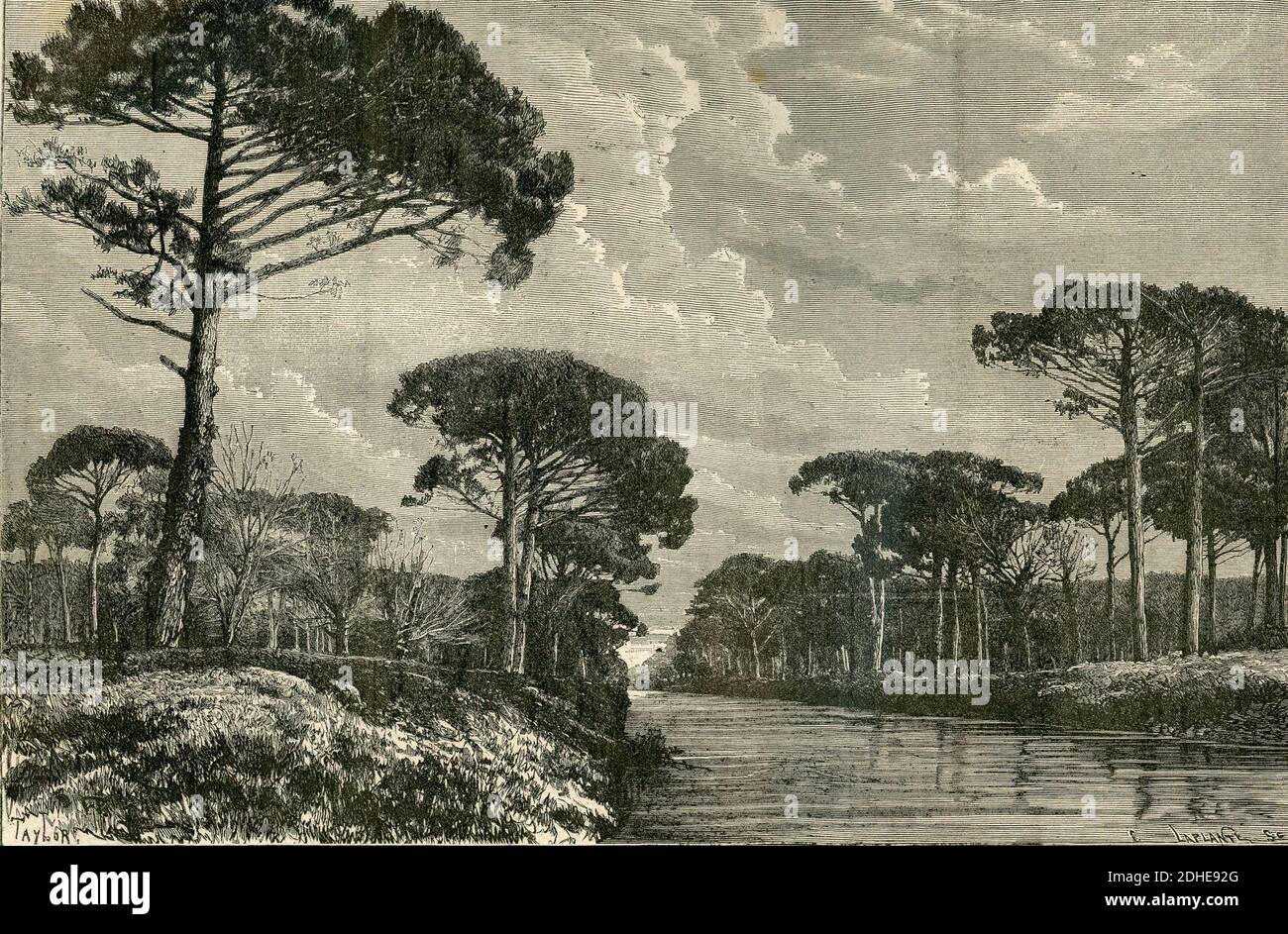 Ravenna pineta hi-res stock photography and images - Alamy