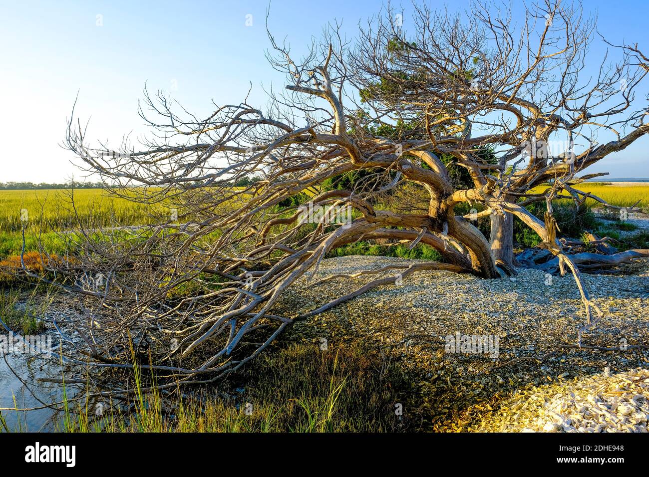 Weathered tree along the lowcountry landscape of the Georgia Coast ...