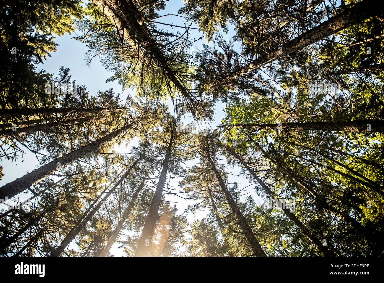 Looking up in forest of pine trees to the sky Appalachian Trail Maine ...