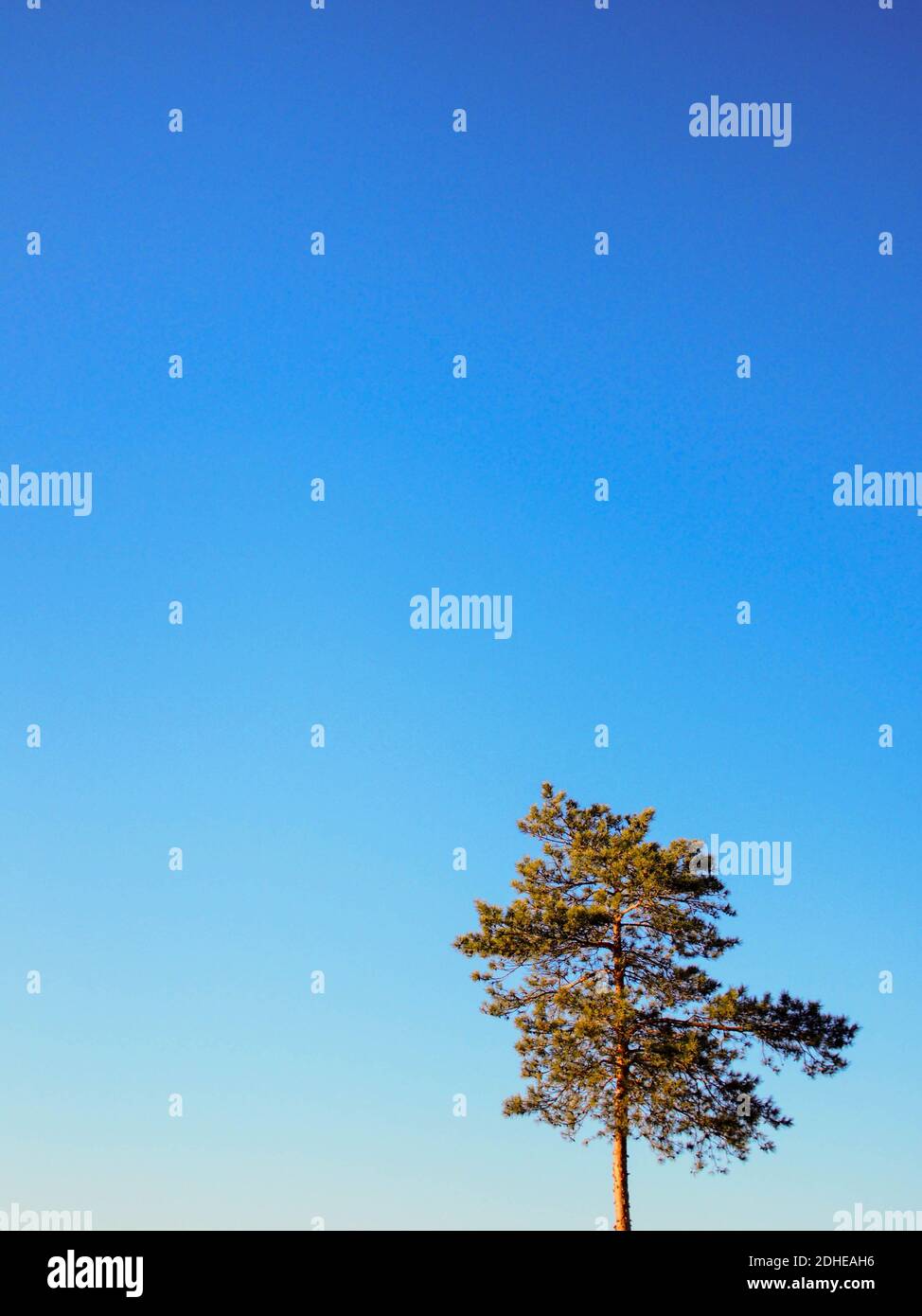 Pine tree against the background of the endless blue sky Stock Photo ...