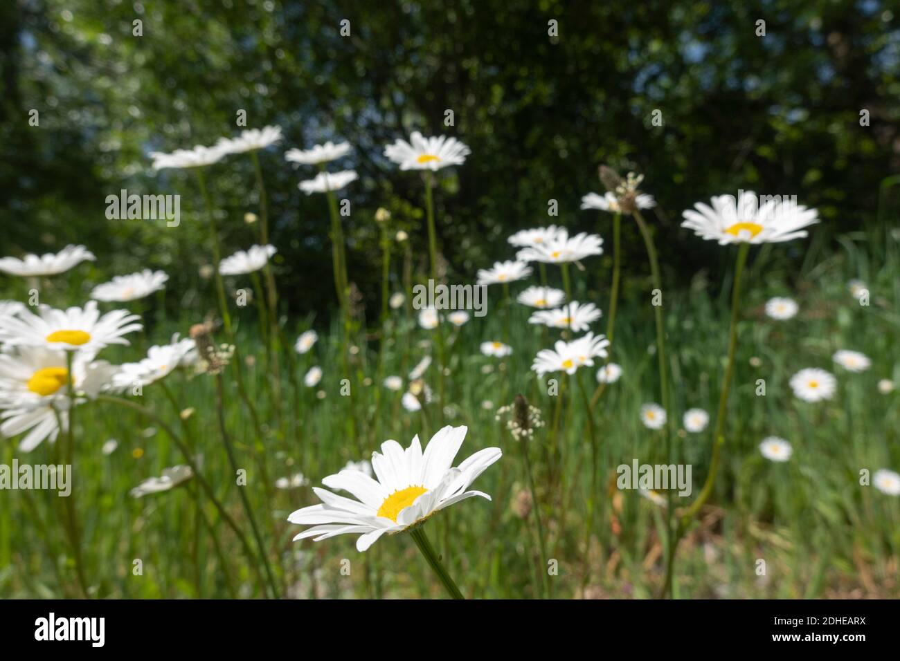 Wildflower daisy growing in field Stock Photo - Alamy