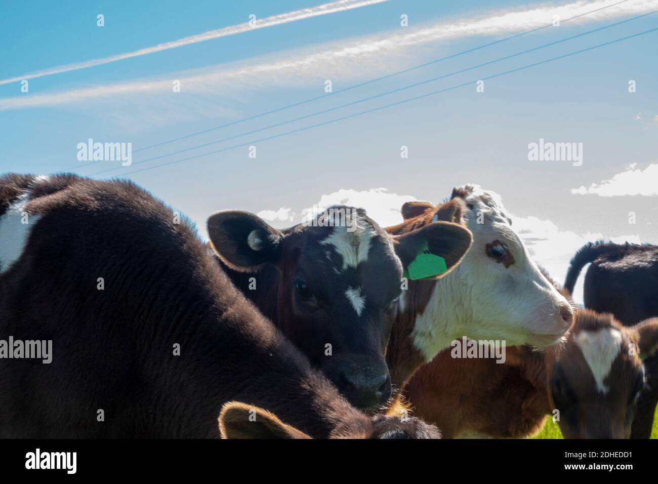 Cattle on New Zealand farm field Stock Photo - Alamy
