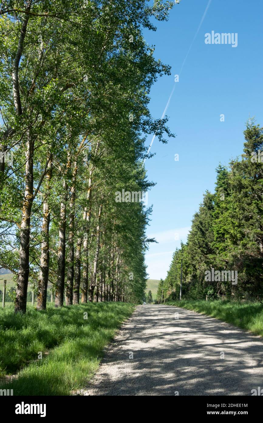 Small forest pond green with algae with dinghy tied to jetty across ...