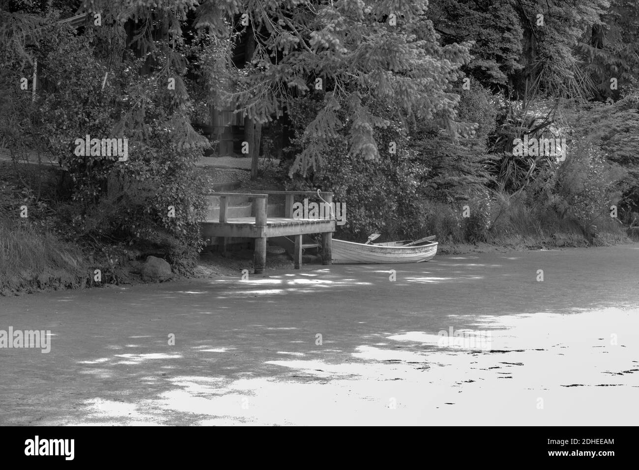 Small forest pond green with algae with dinghy tied to jetty across ...