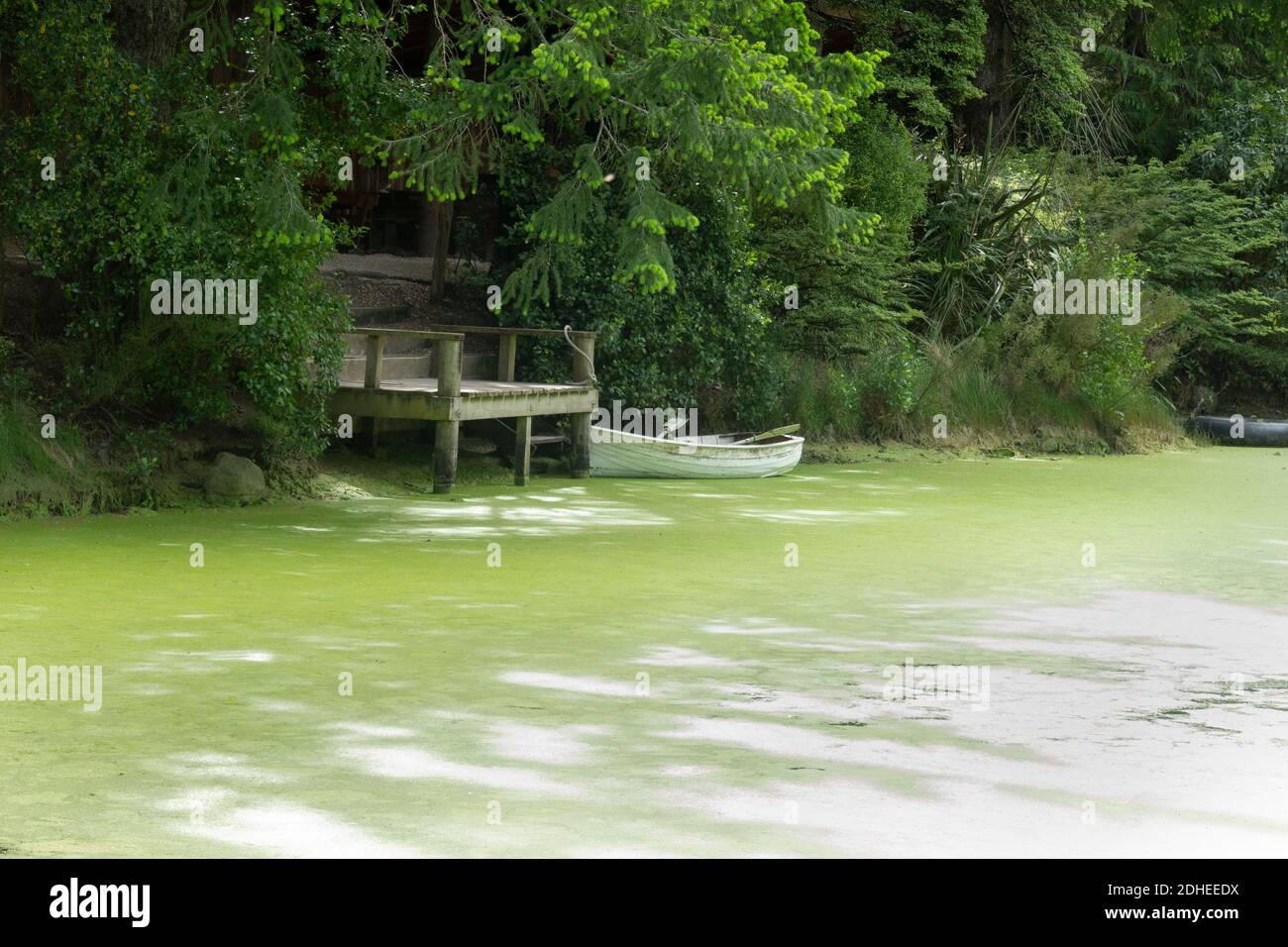 Small forest pond green with algae with dinghy tied to jetty across ...