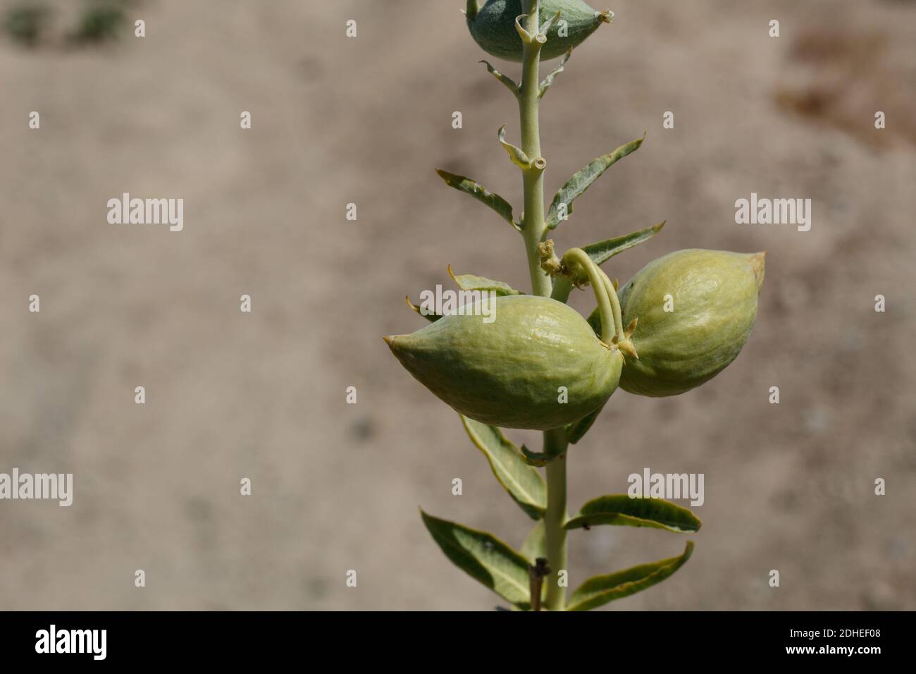 Green follicle fruit, Desert Milkweed, Asclepias Erosa, Apocynaceae ...
