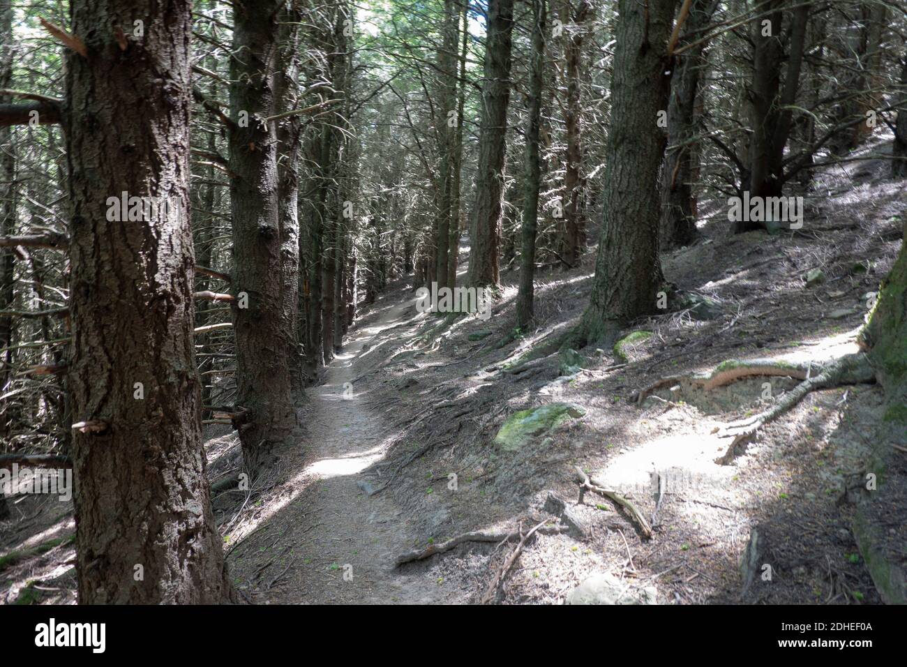 Track through plantation of old pine trees eading to Washpen Falls at ...