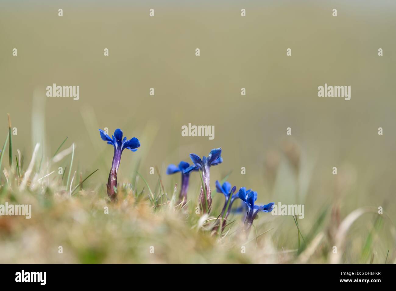 A shot of tiny little blue flowers on a blurry background Stock Photo ...