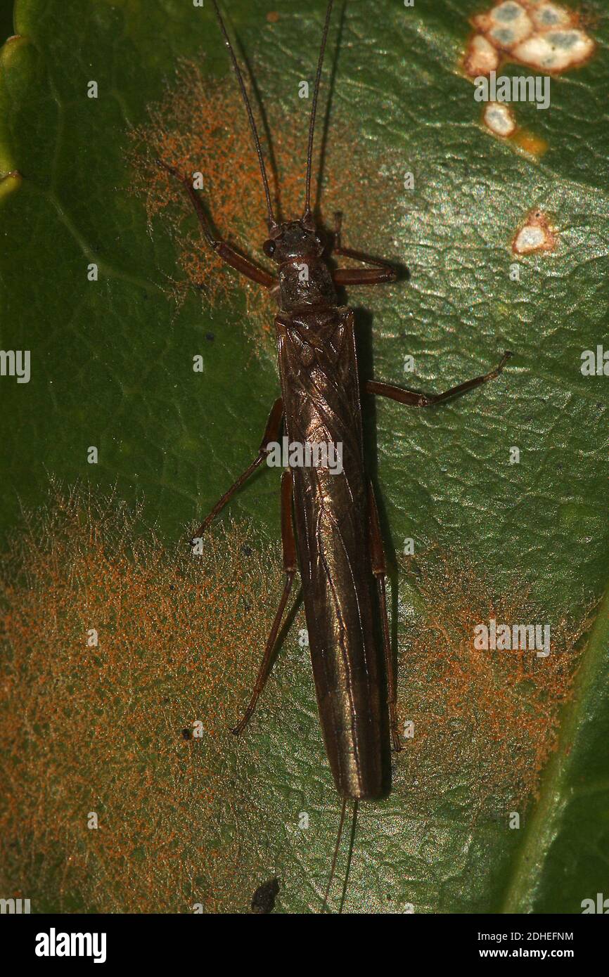 Stonefly plecoptera hi-res stock photography and images - Alamy