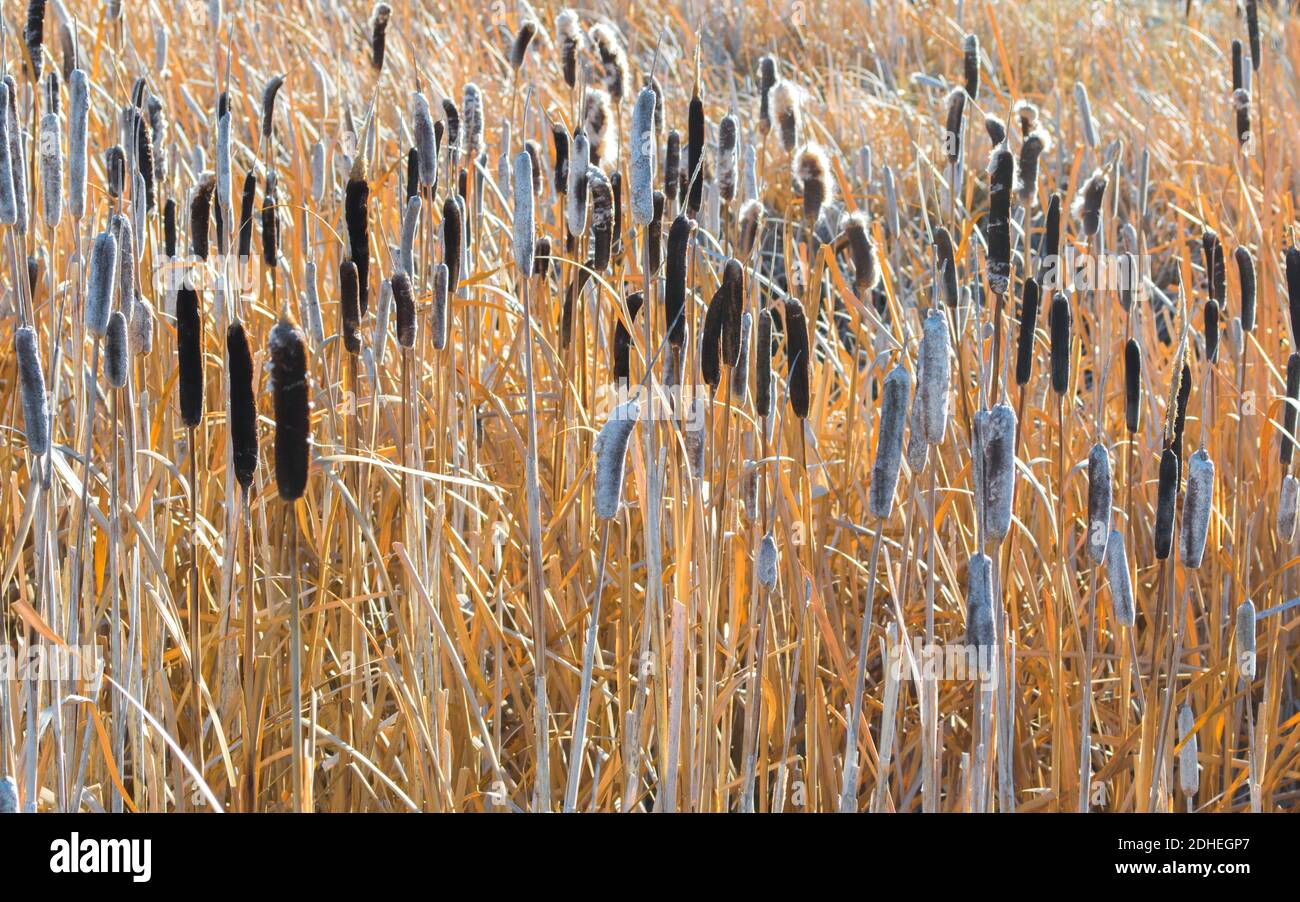 brown and white cattail reeds in golden marshy grasses haloed under ...