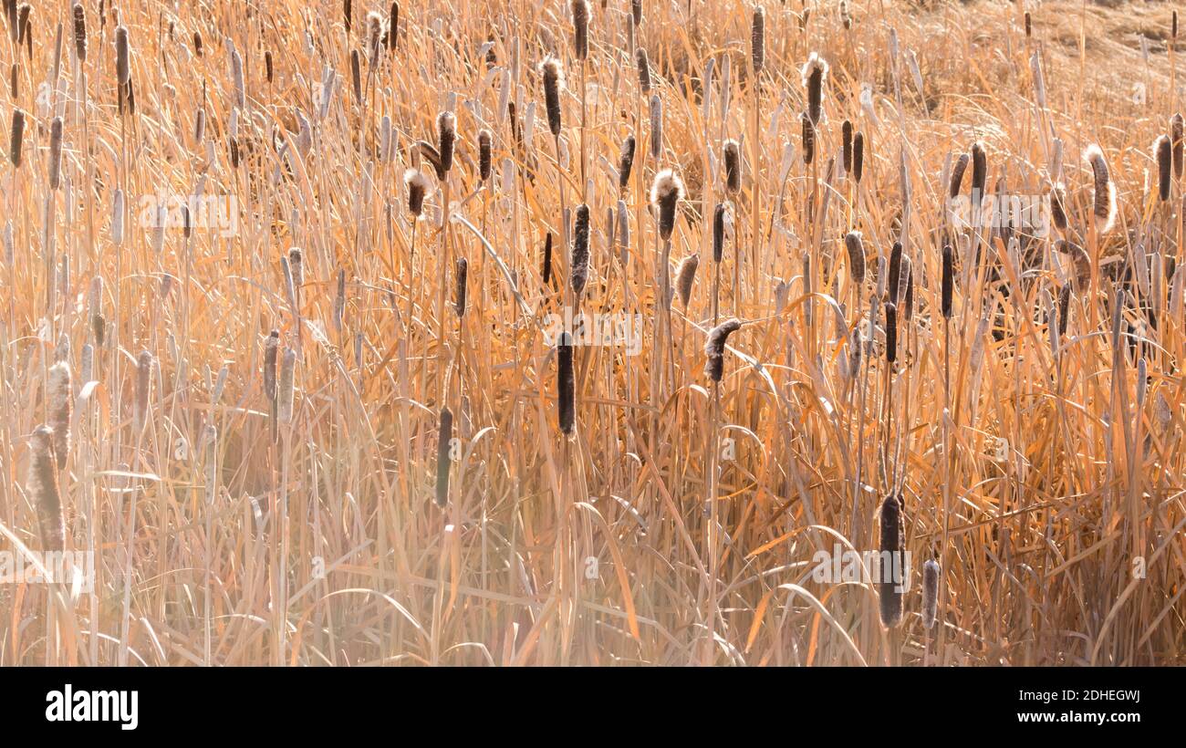 brown and white cattail reeds in golden marshy grasses haloed under ...