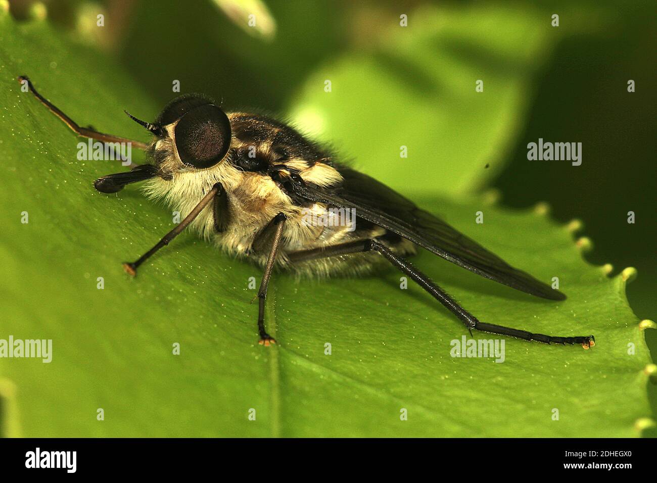 Bush horsefly (Scaptia sp Stock Photo - Alamy
