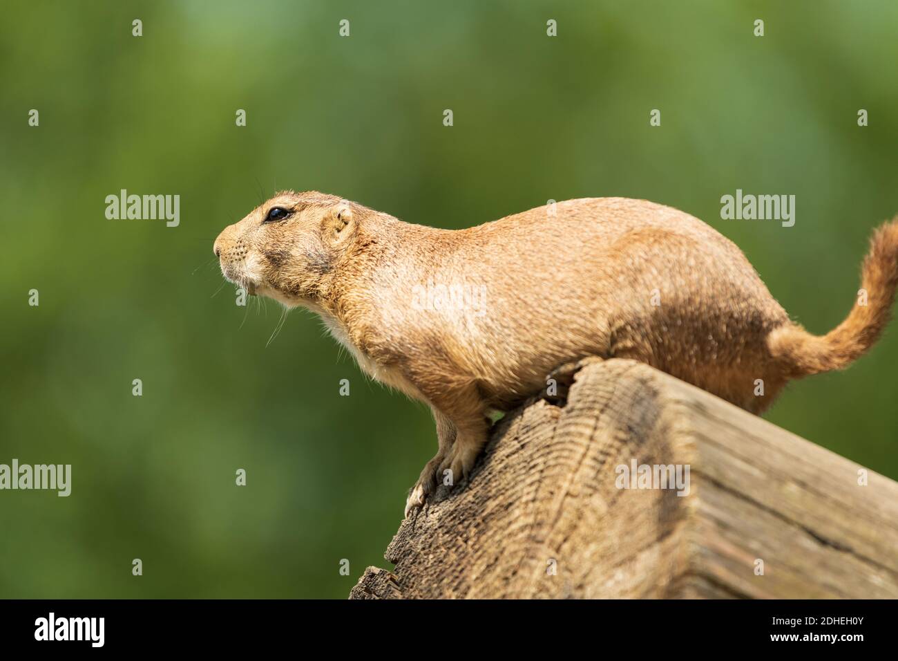 A little cute marmot on a tree log on a blurred background Stock Photo ...