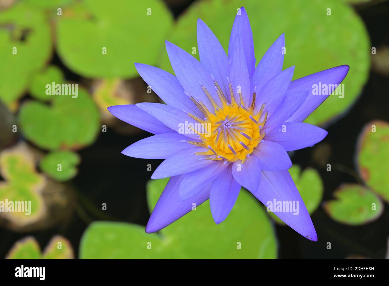 Flowering plant native to india hi-res stock photography and images - Alamy