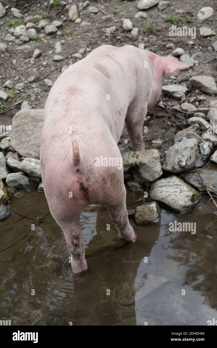 Pink pig wallowing in mud hi-res stock photography and images - Alamy