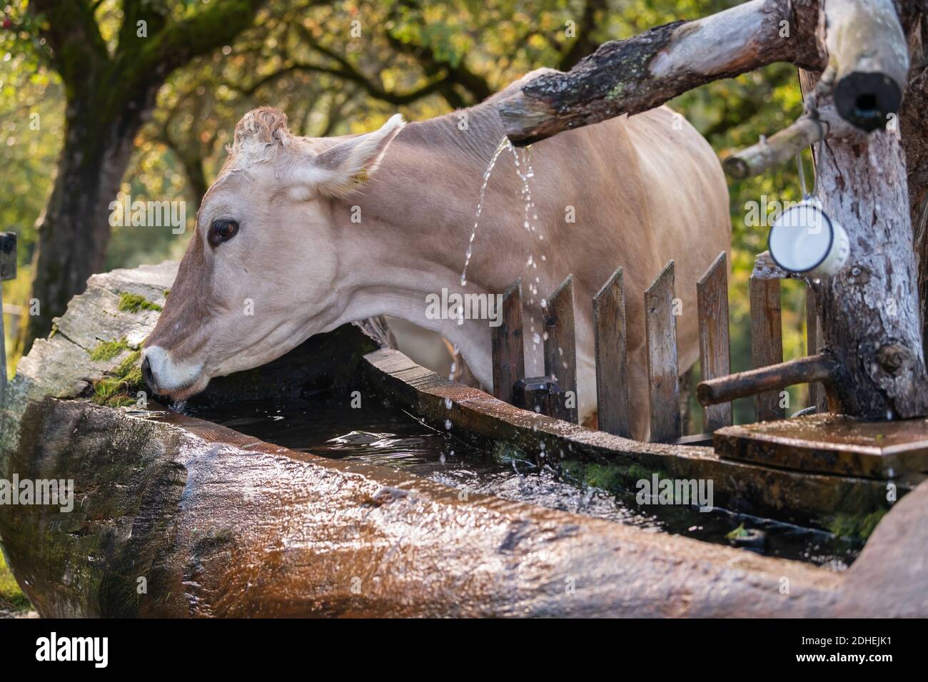 A big cow drinking water from a fountain at daytime Stock Photo - Alamy