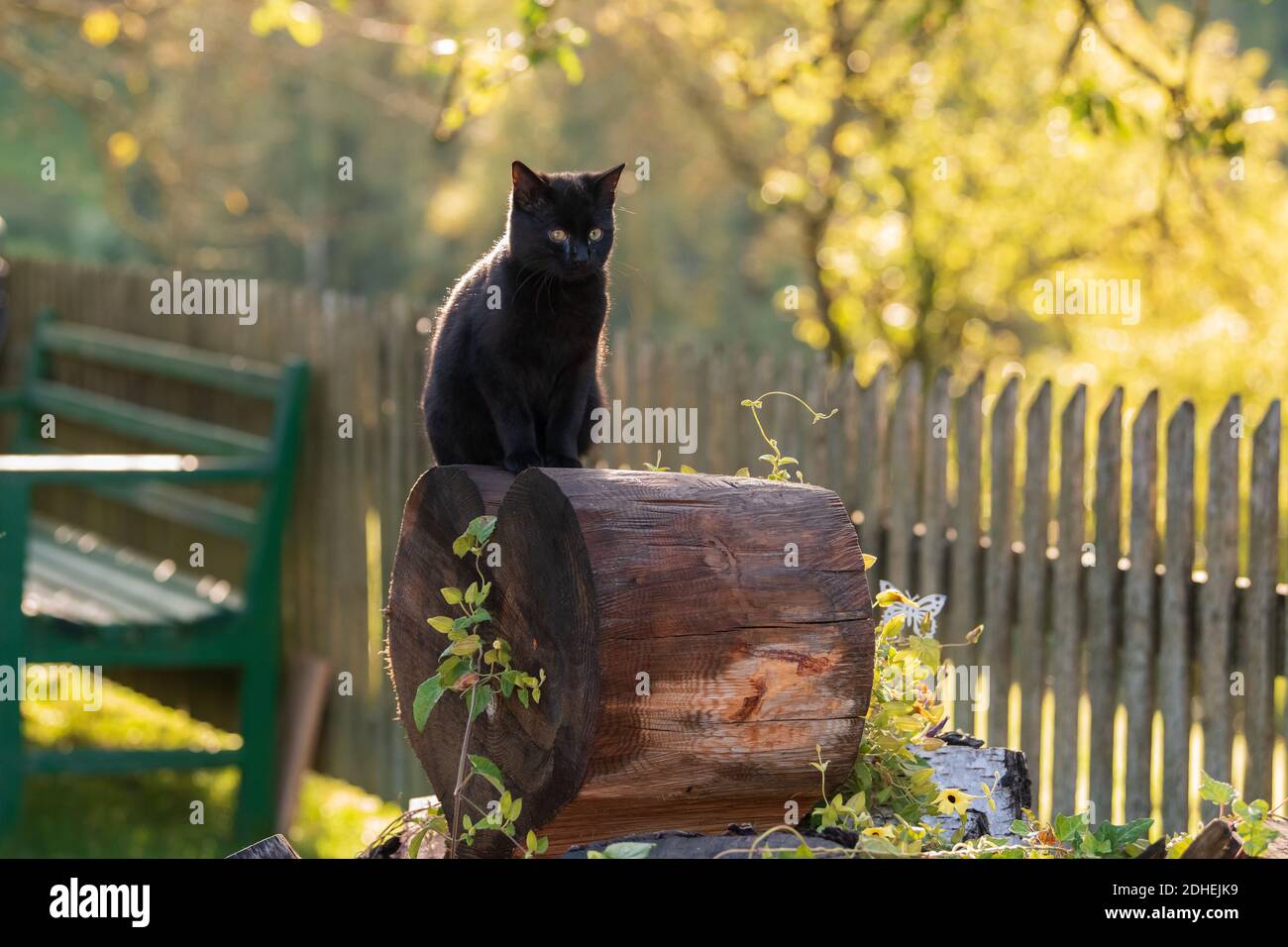 A cute black cat on a tree log on a blurry background Stock Photo - Alamy