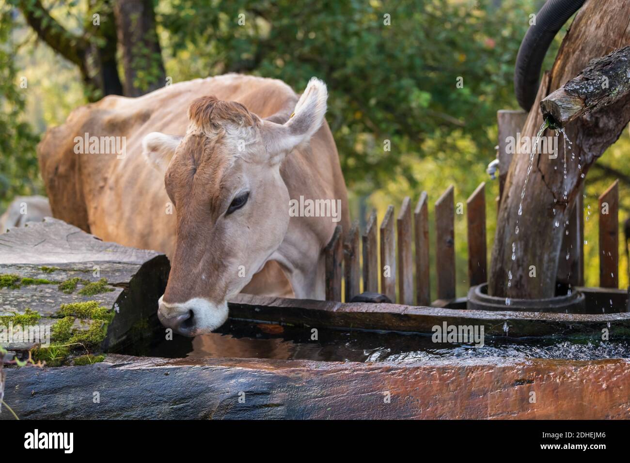 A big cow drinking water from a fountain at daytime Stock Photo - Alamy