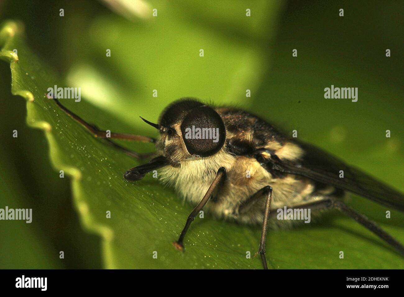 Bush horsefly (Scaptia sp Stock Photo - Alamy