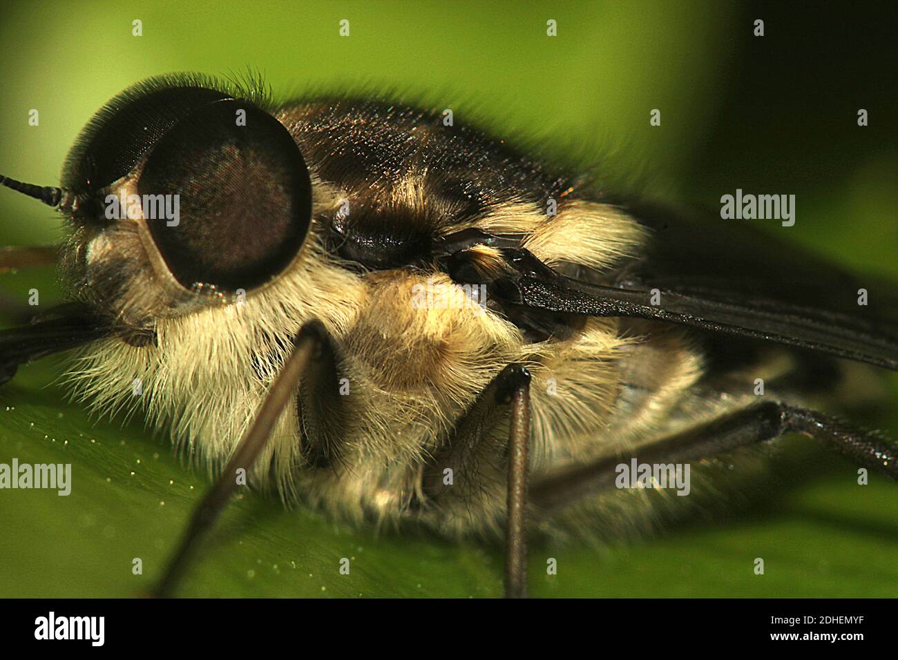 Bush horsefly (Scaptia sp Stock Photo - Alamy